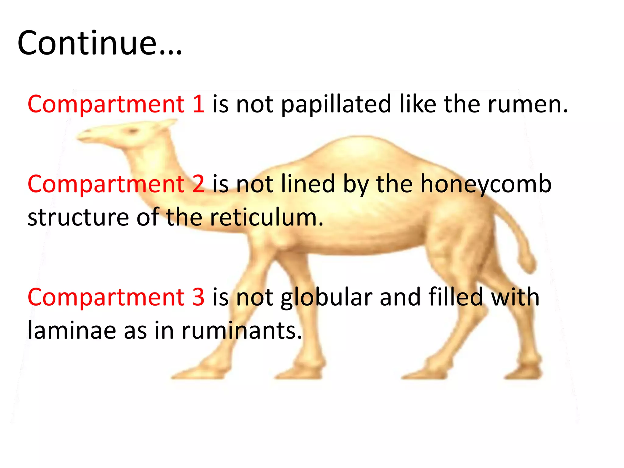 Digestive system of camel | PPTX
