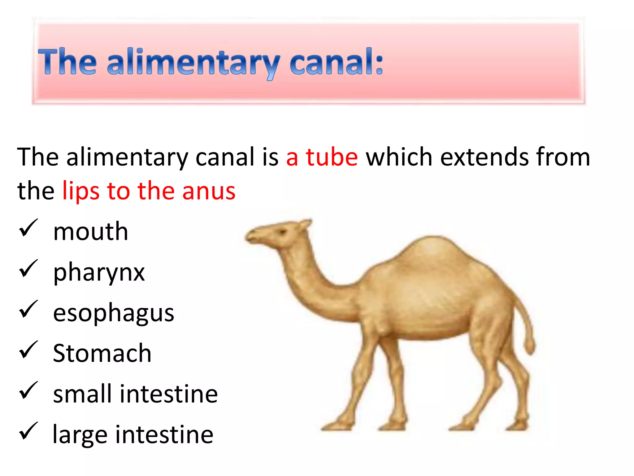 Digestive system of camel | PPTX