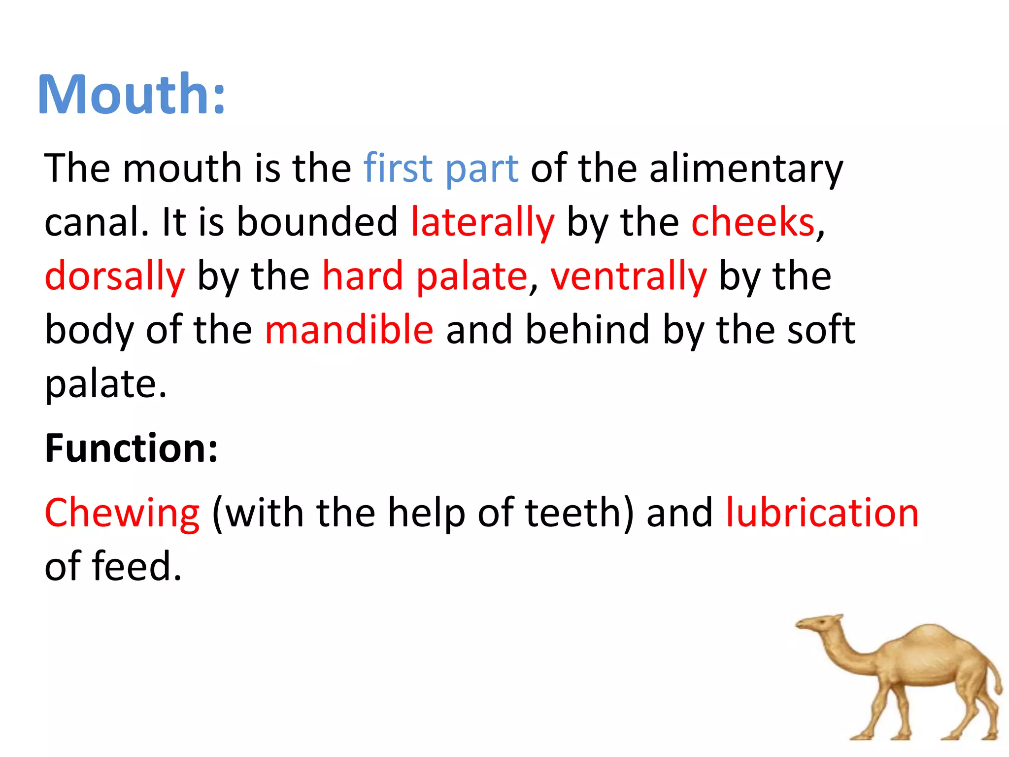 Digestive system of camel | PPTX