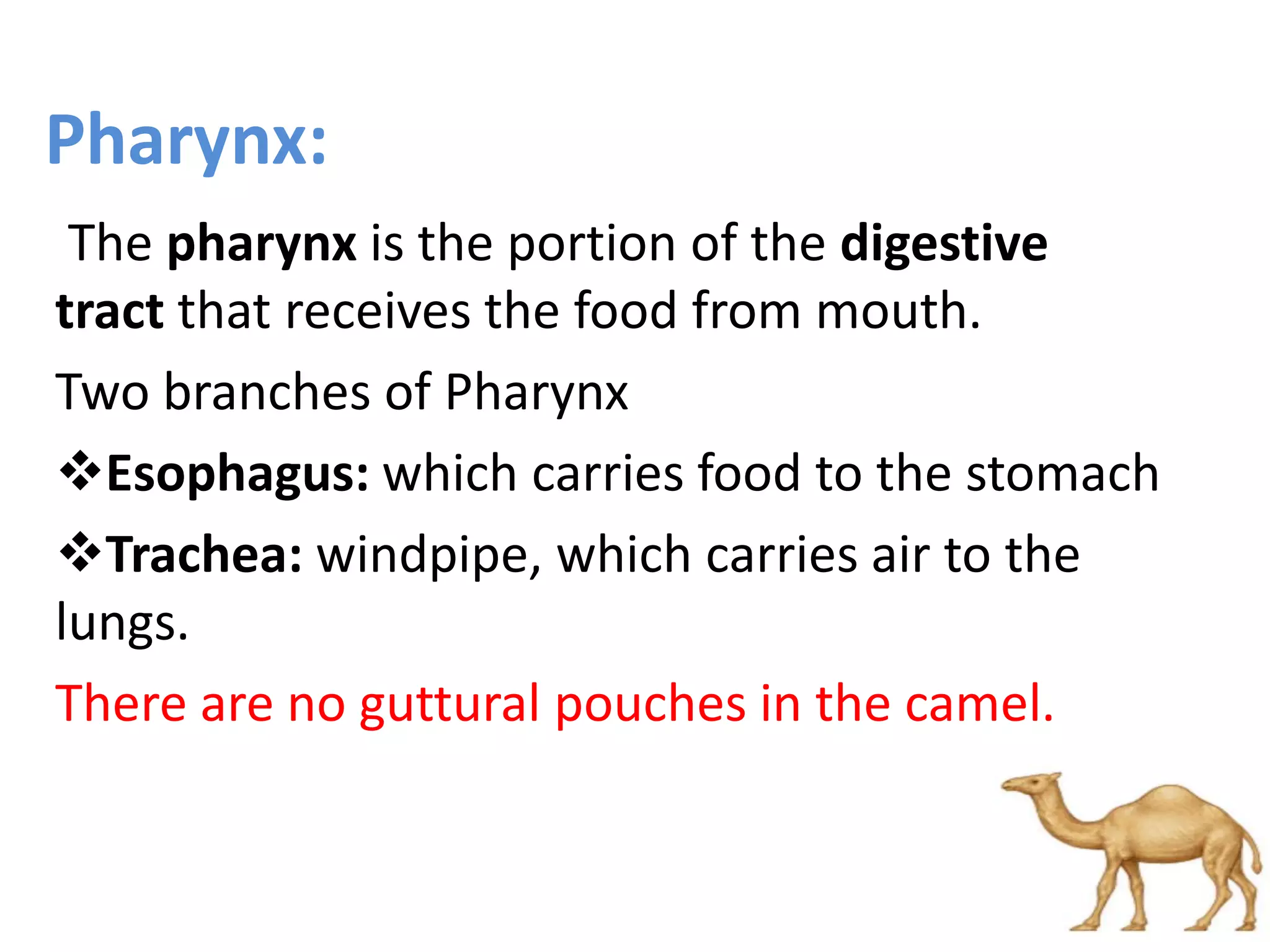Digestive system of camel | PPTX