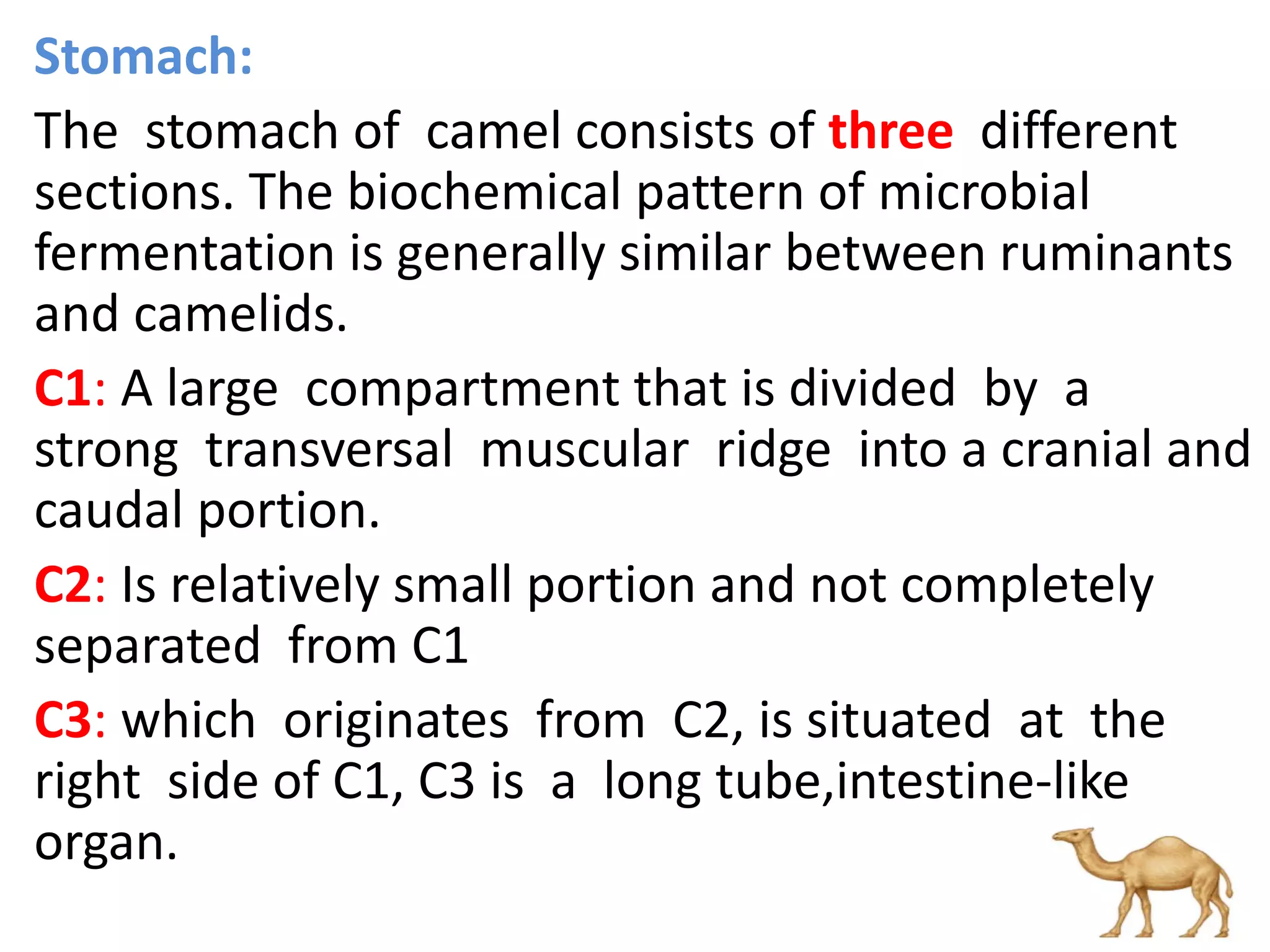 Digestive system of camel | PPTX