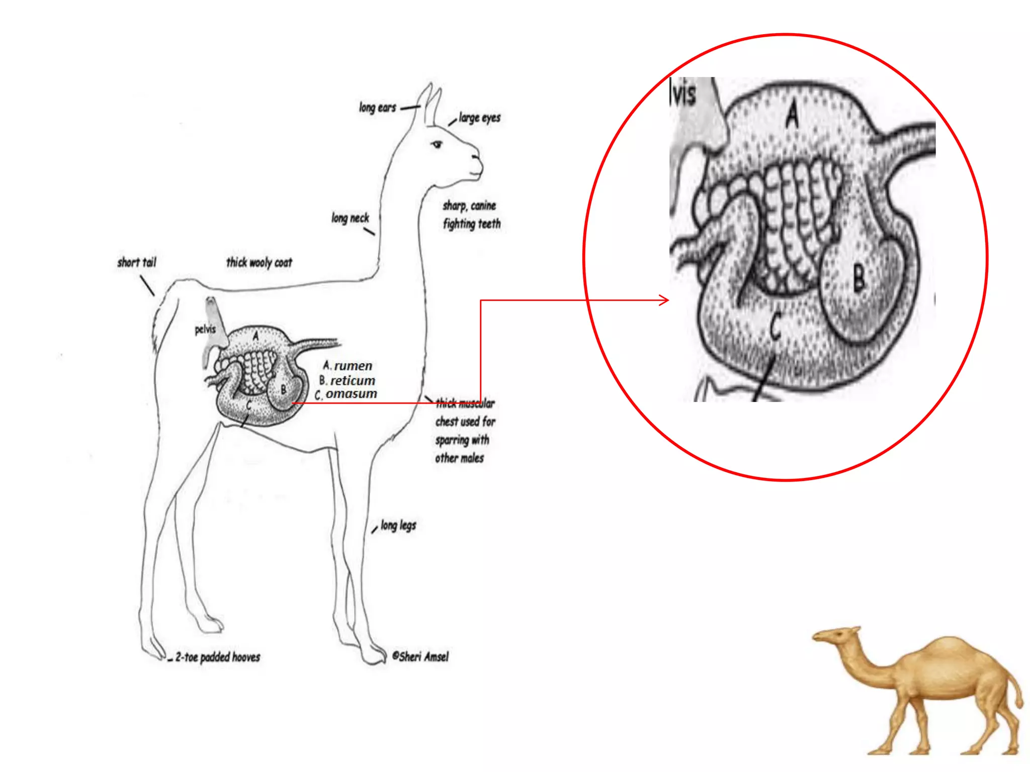 Digestive system of camel | PPTX