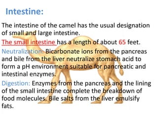 Digestive system of camel | PPTX