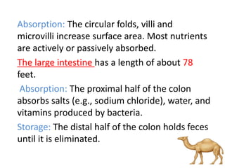 Digestive system of camel | PPTX