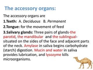 Digestive system of camel | PPTX