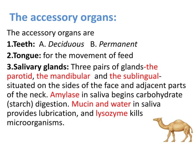 Digestive system of camel | PPTX | Digestive Disorders | Diseases and ...