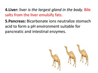 Digestive system of camel | PPTX