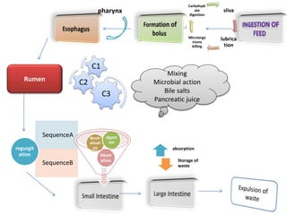 Digestive system of camel | PPTX