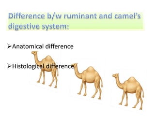 Digestive system of camel | PPTX