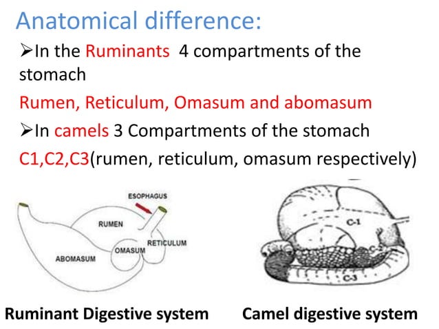 Digestive system of camel | PPTX | Digestive Disorders | Diseases and ...