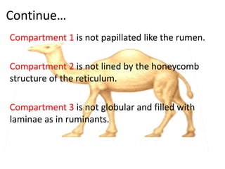Digestive system of camel | PPTX