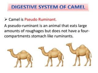 Digestive system of camel | PPTX