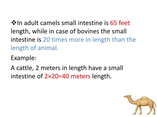 Digestive system of camel | PPTX | Digestive Disorders | Diseases and ...