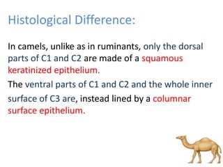 Digestive system of camel | PPTX