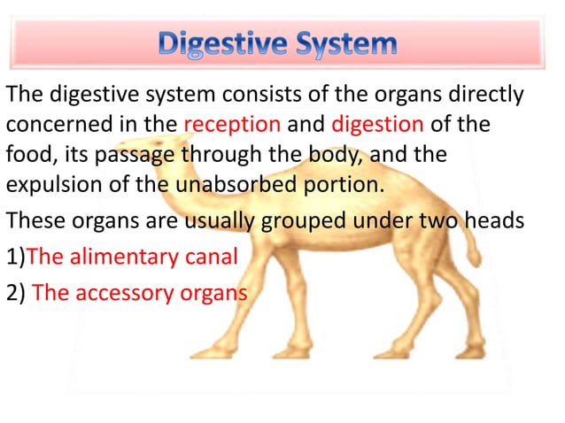 Digestive system of camel | PPTX | Digestive Disorders | Diseases and ...