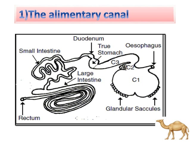 Digestive system of camel | PPTX | Digestive Disorders | Diseases and ...