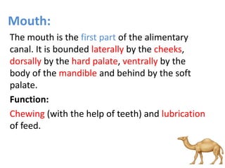 Digestive system of camel | PPTX