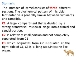 Digestive system of camel | PPTX