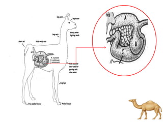 Digestive system of camel | PPTX