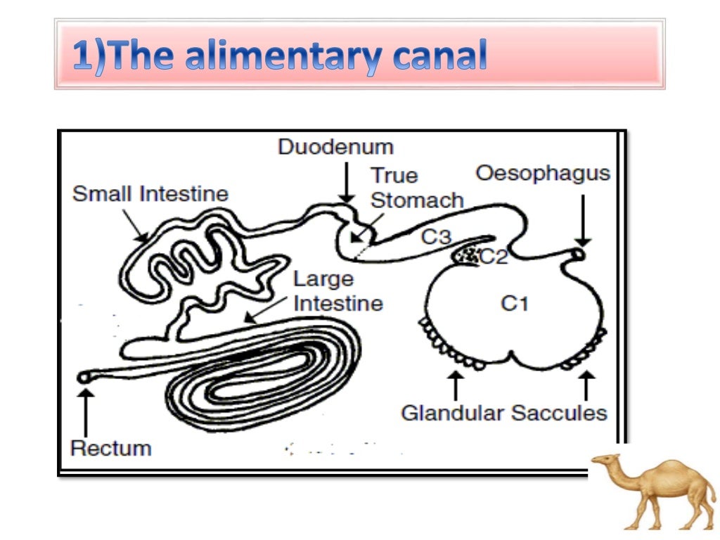 Digestive system of camel