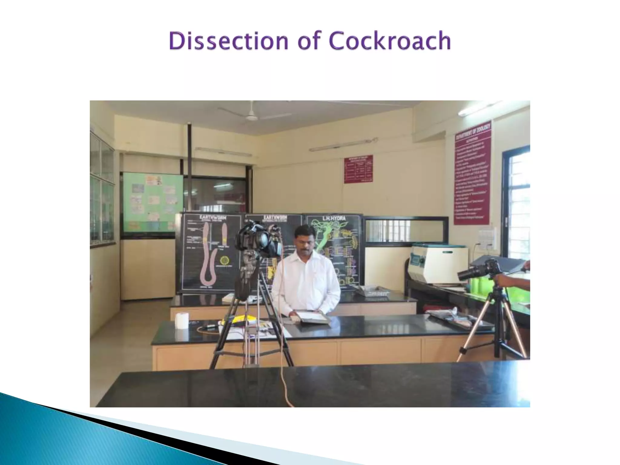Digestive system of cockroach | PPSX