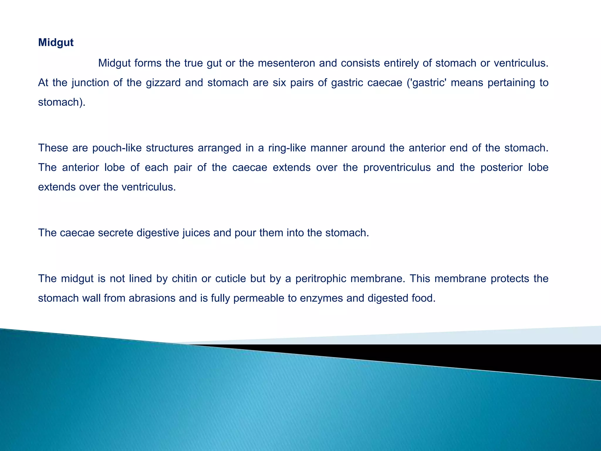 Digestive system of cockroach | PPSX