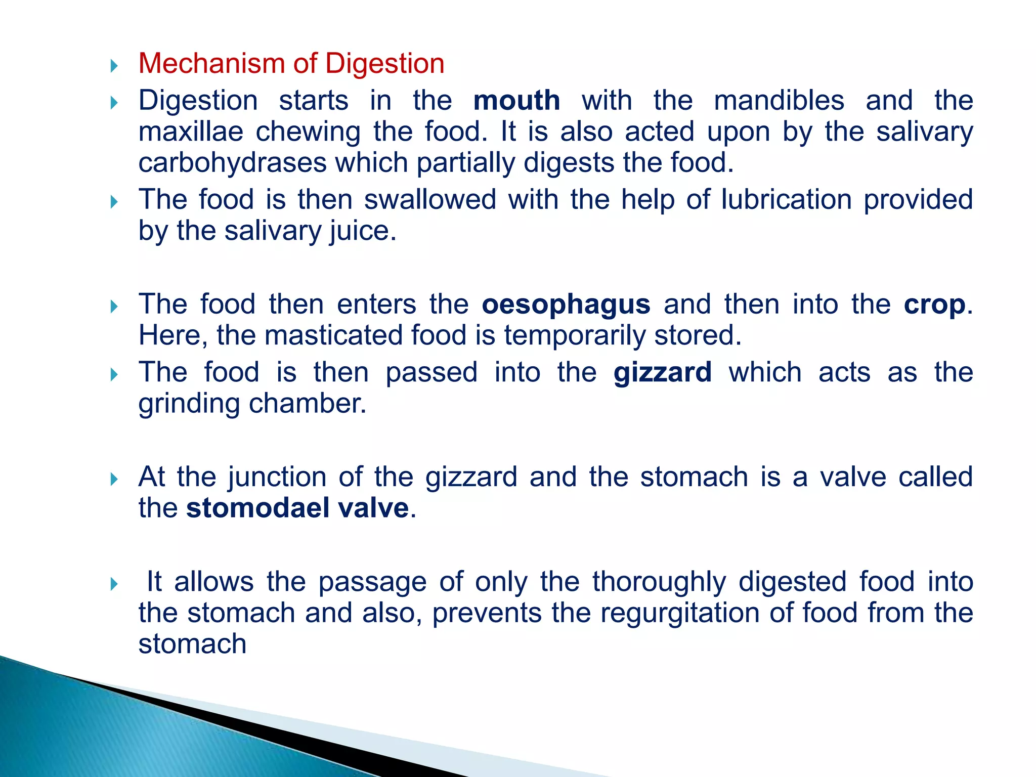 Digestive system of cockroach | PPSX