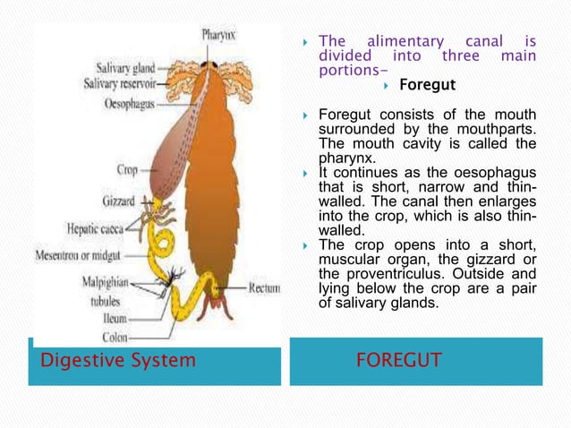 Digestive system of cockroach | PPSX | Food & Drink