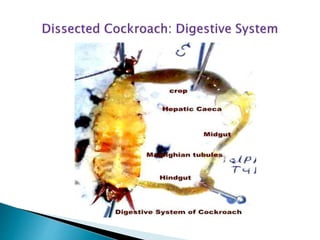 Labelled Diagram Of Digestive System Of Cockroach