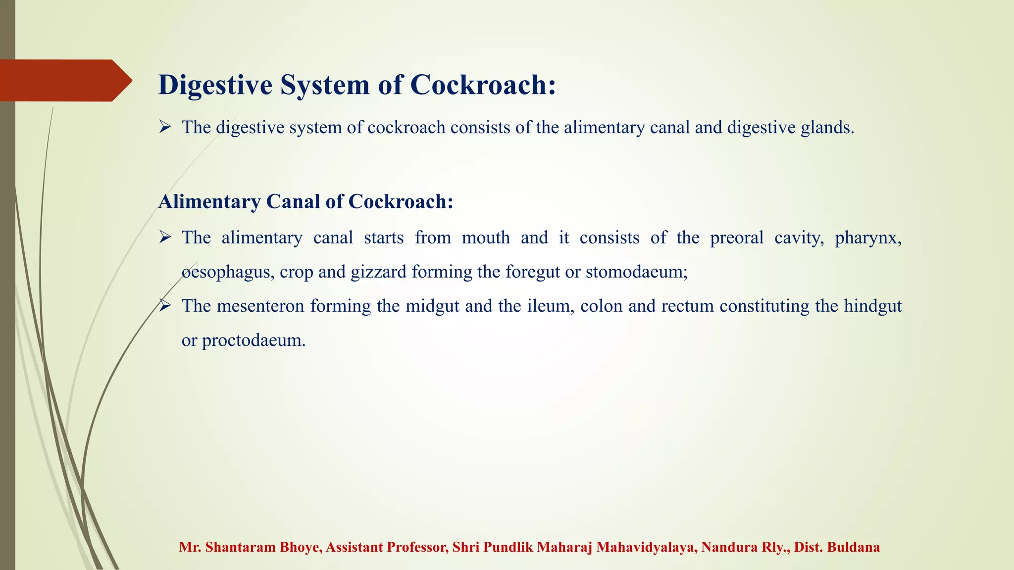 Digestive system of Cockroach.pptx