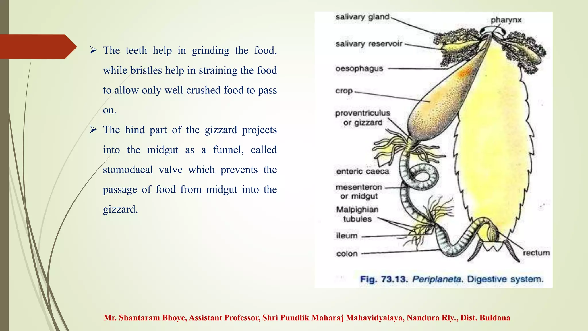 Digestive system of Cockroach.pptx