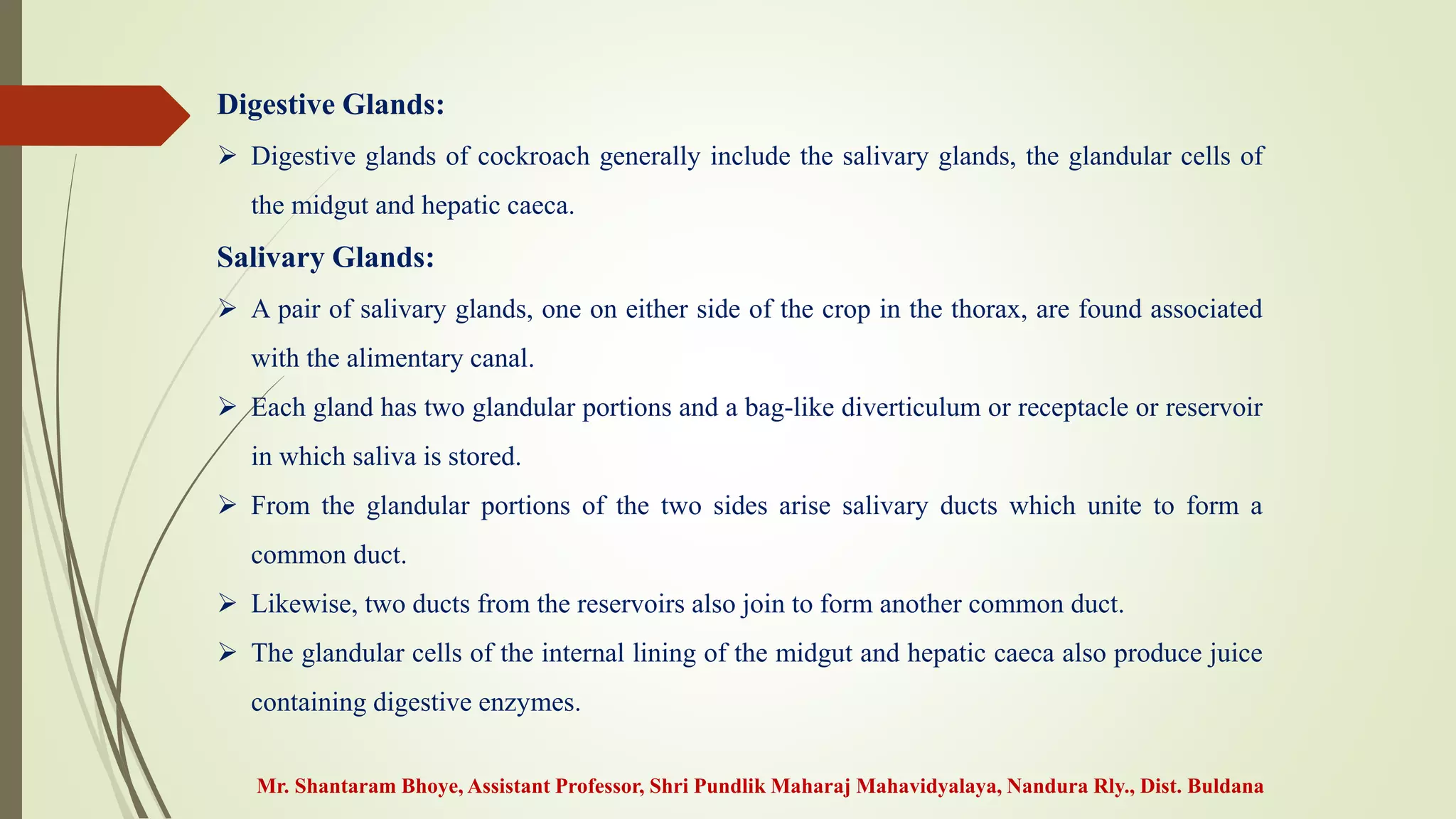 Digestive system of Cockroach.pptx