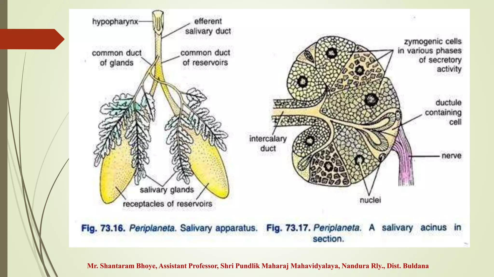 Digestive system of Cockroach.pptx