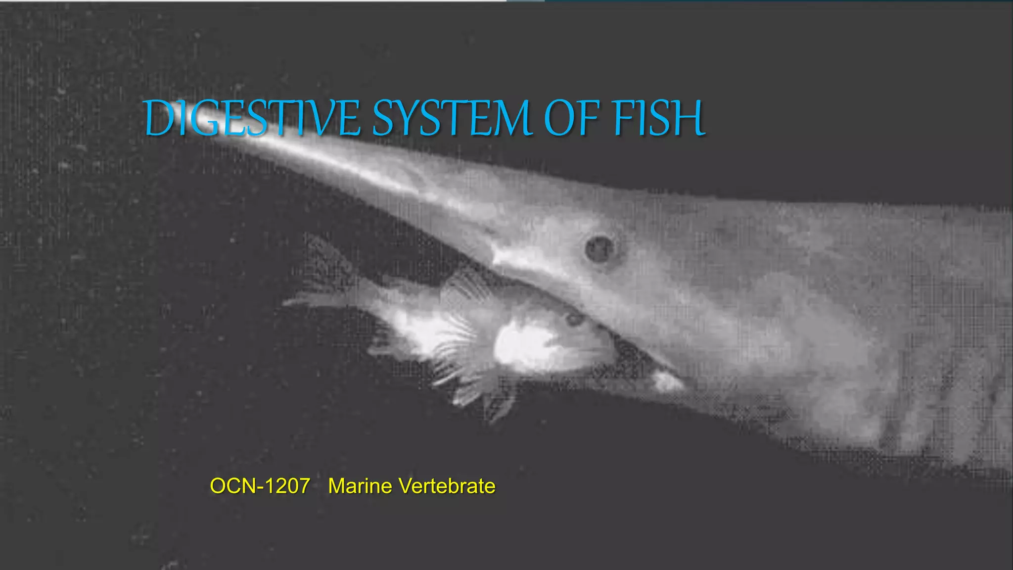 Digestive system of fish | PPTX