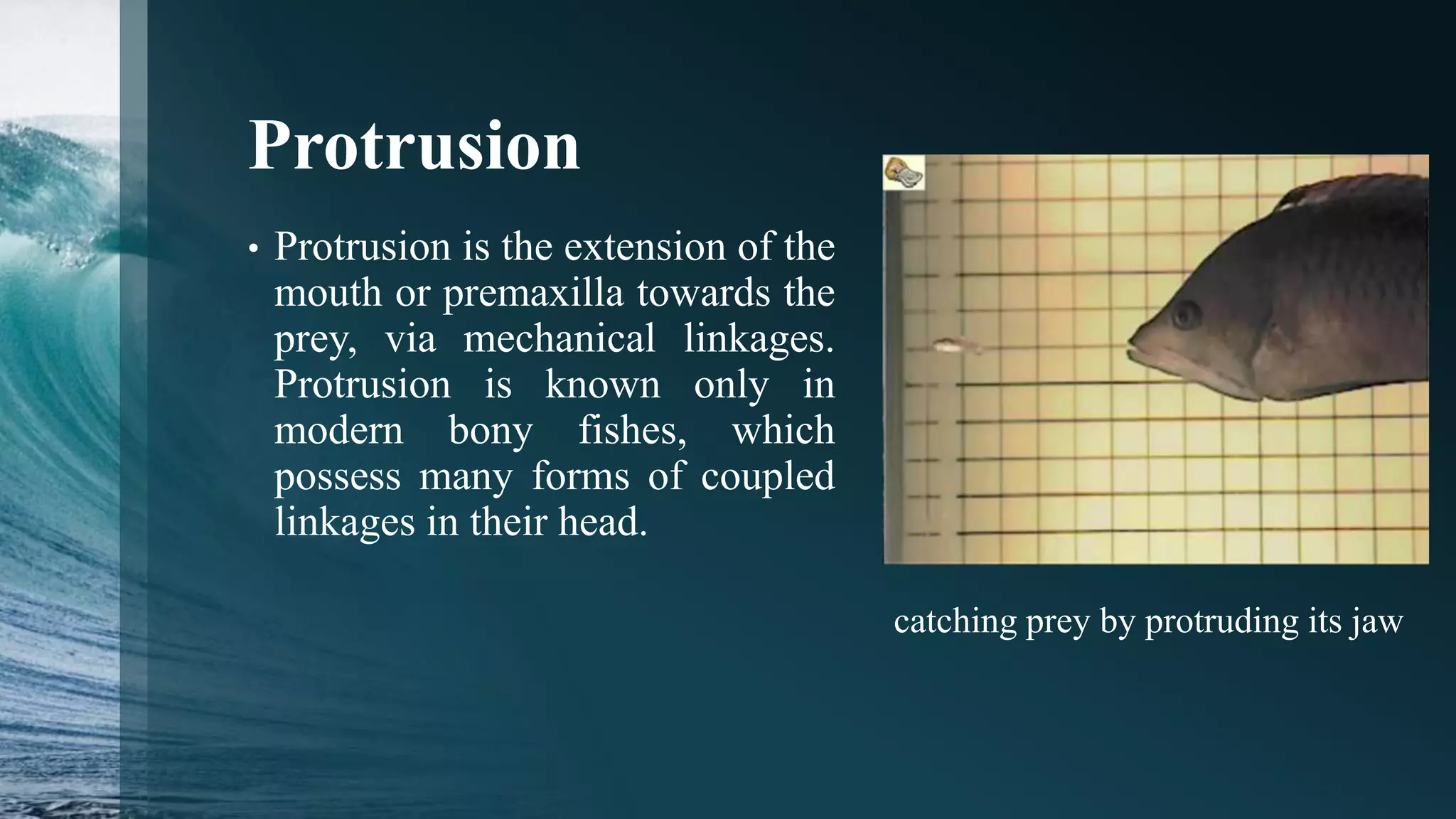 Digestive system of fish | PPTX
