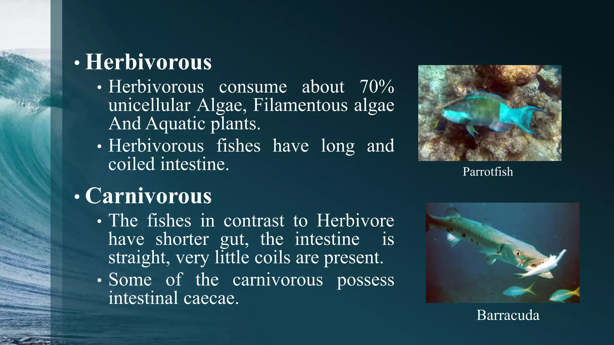 Digestive system of fish | PPTX