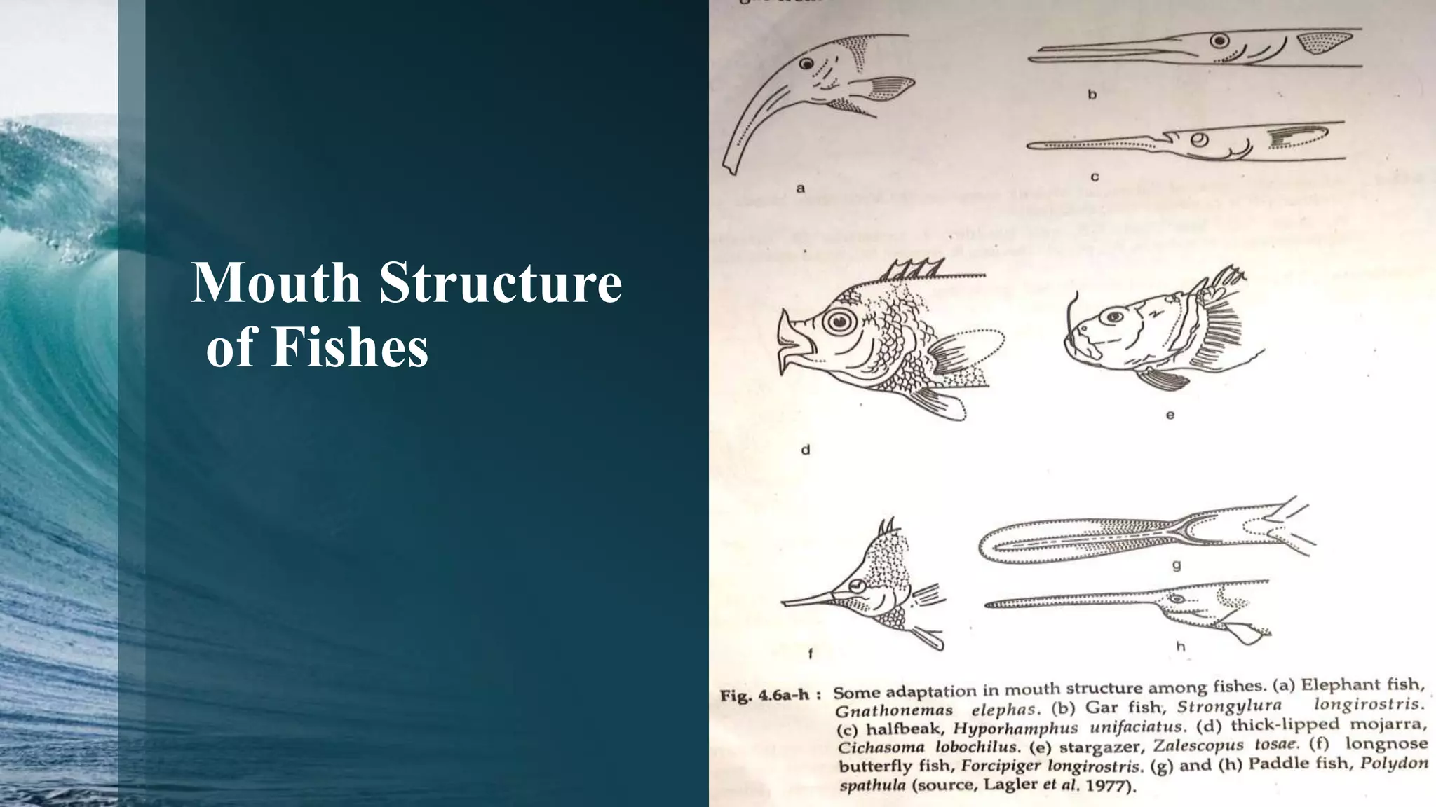 Digestive system of fish | PPTX