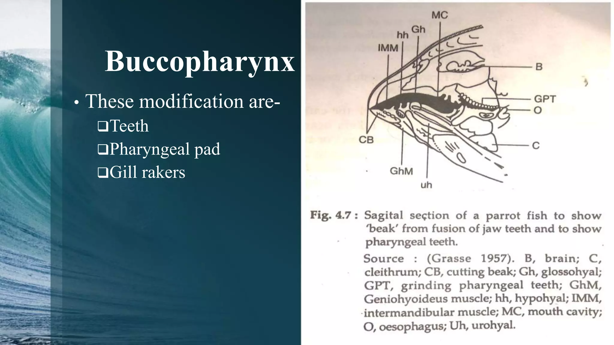 Digestive system of fish | PPTX