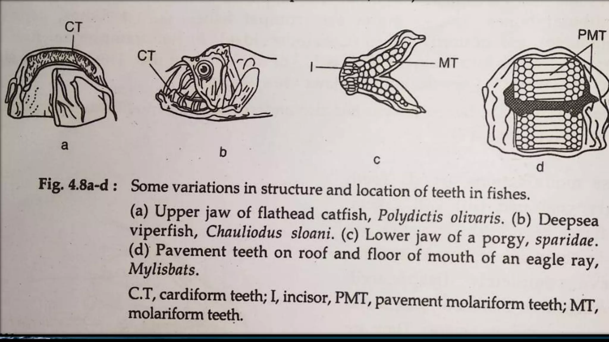 Digestive system of fish | PPTX