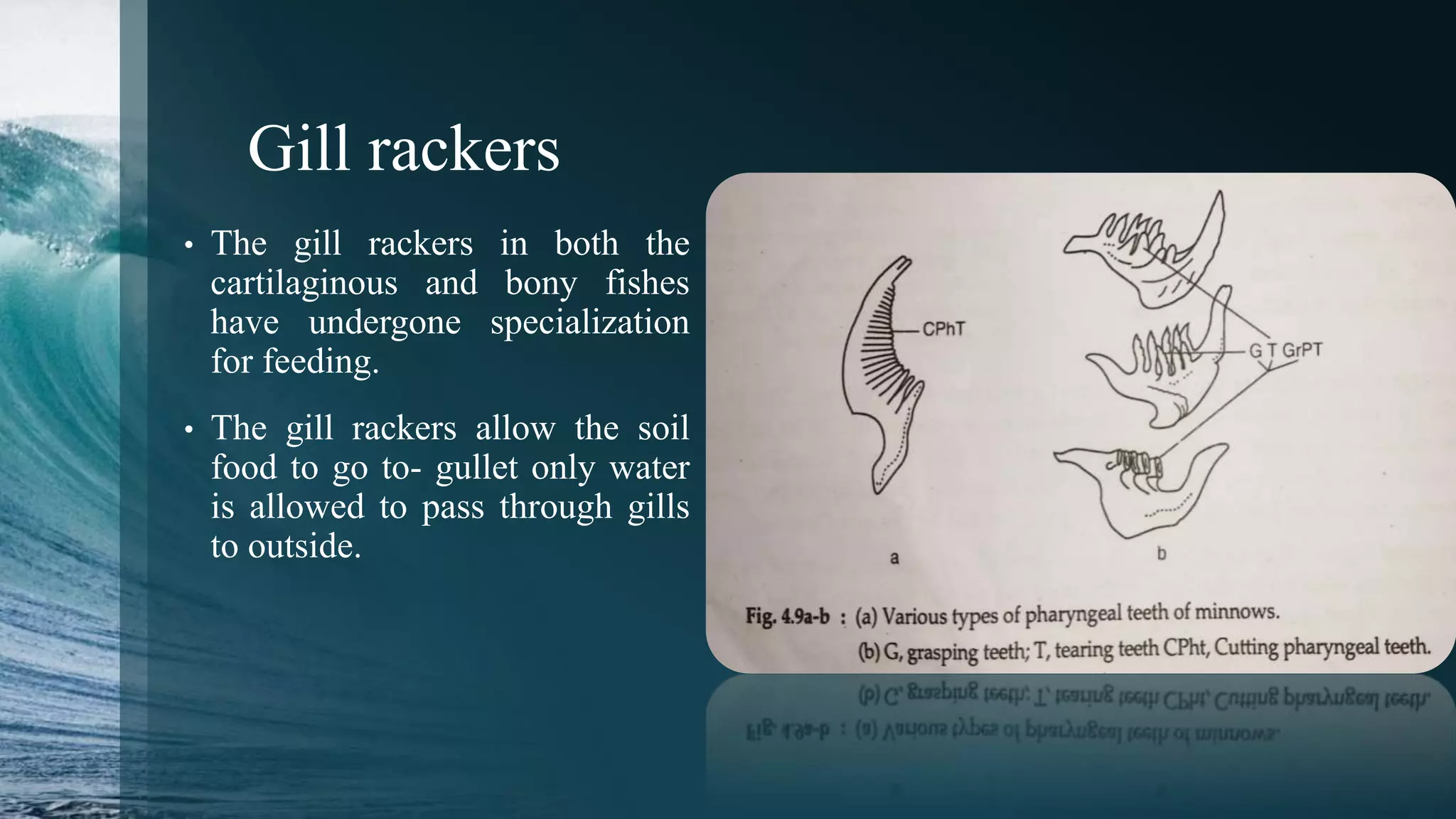 Digestive system of fish | PPTX