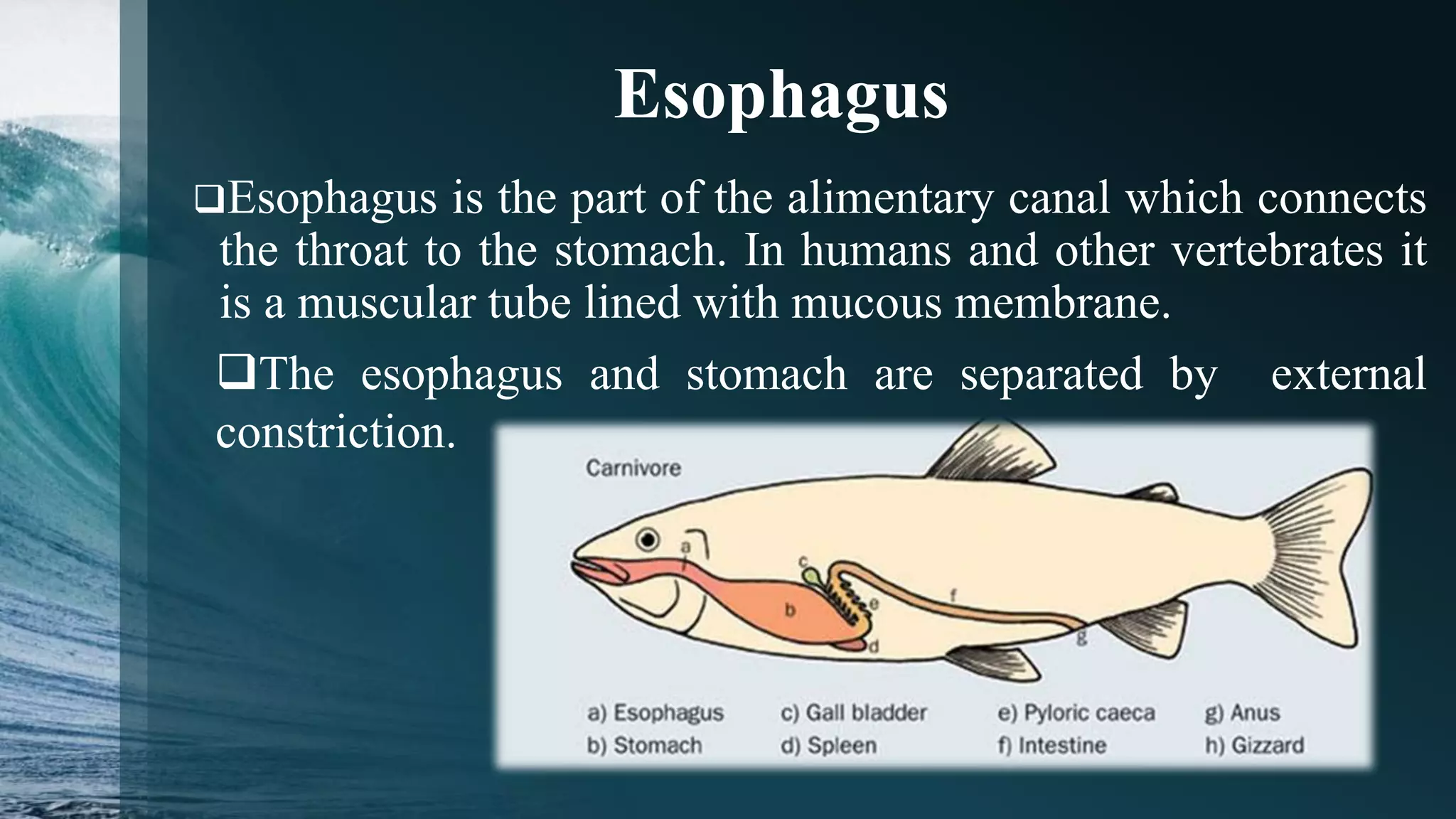 Digestive system of fish | PPTX