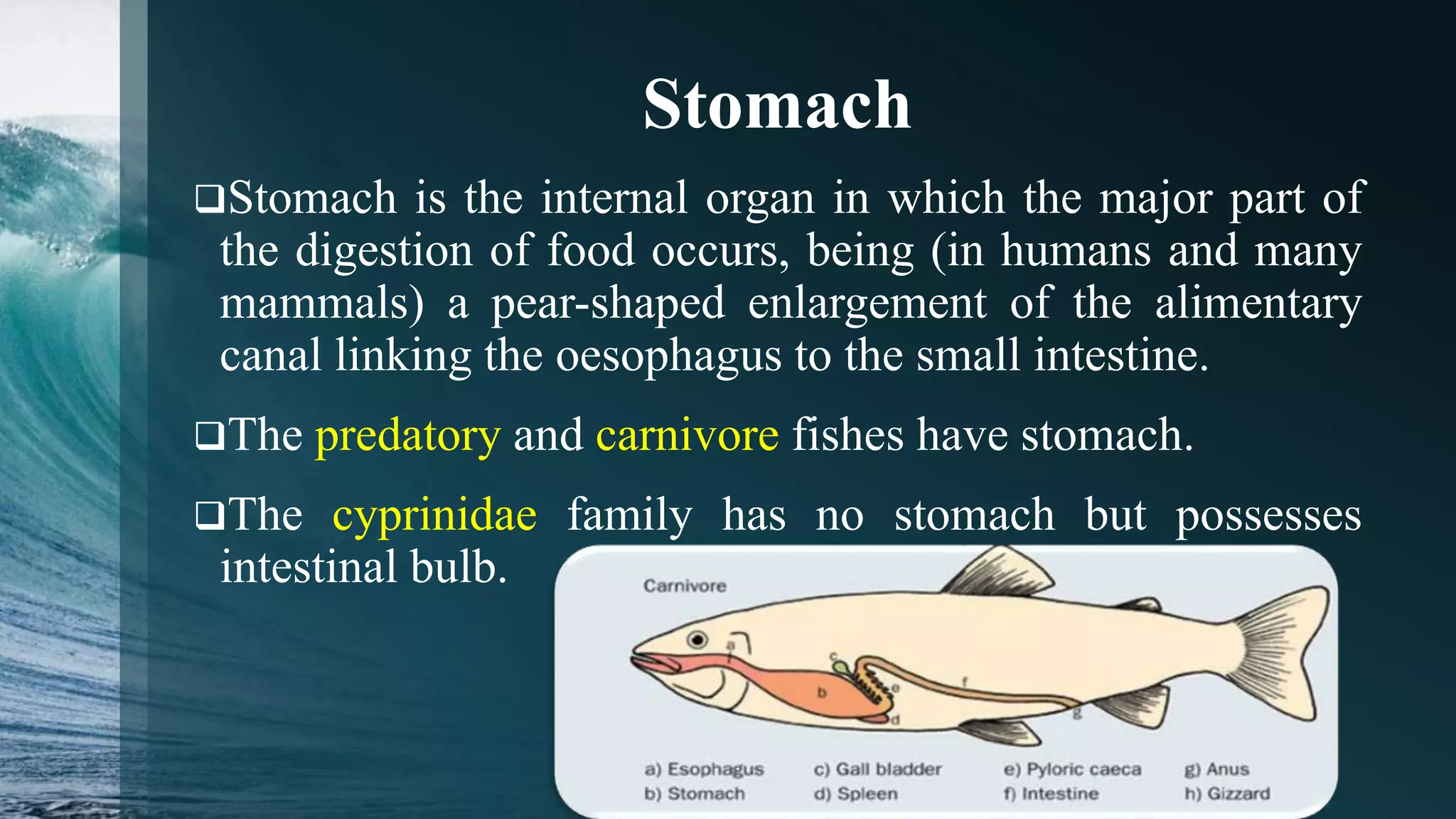 Digestive system of fish | PPTX