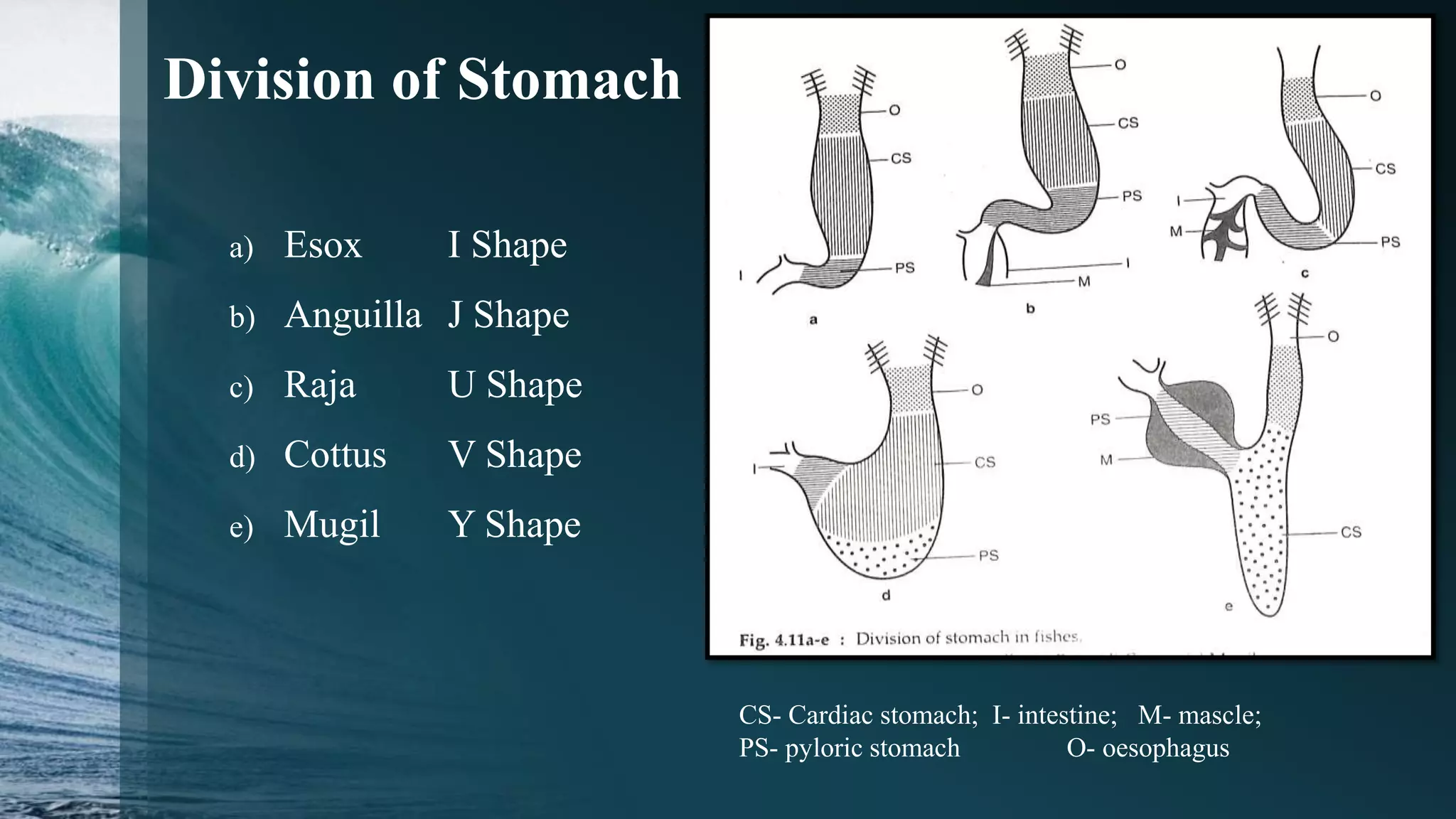 Digestive system of fish | PPTX