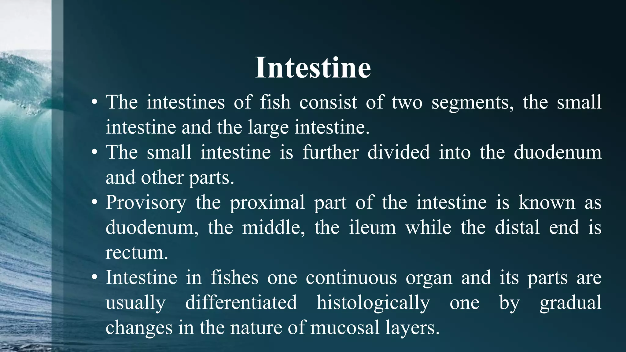 Digestive system of fish | PPTX