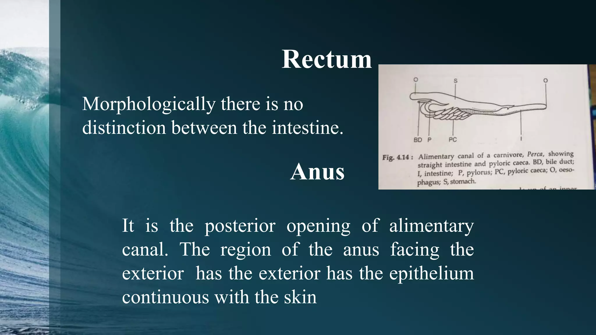 Digestive system of fish | PPTX