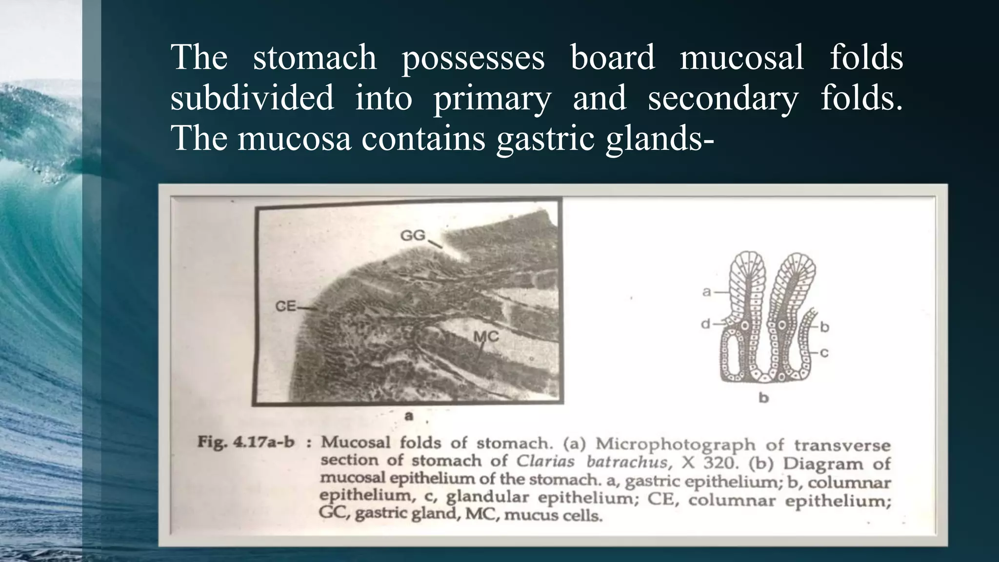 Digestive system of fish | PPTX