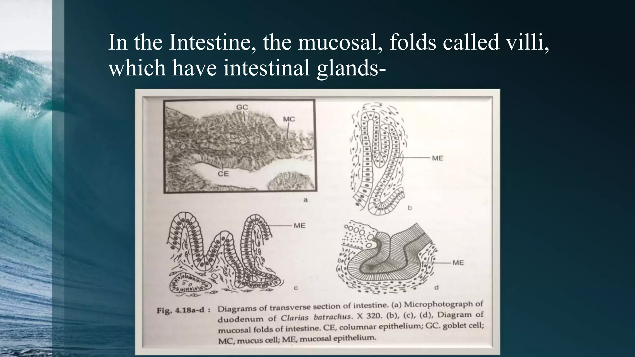 Digestive system of fish | PPTX