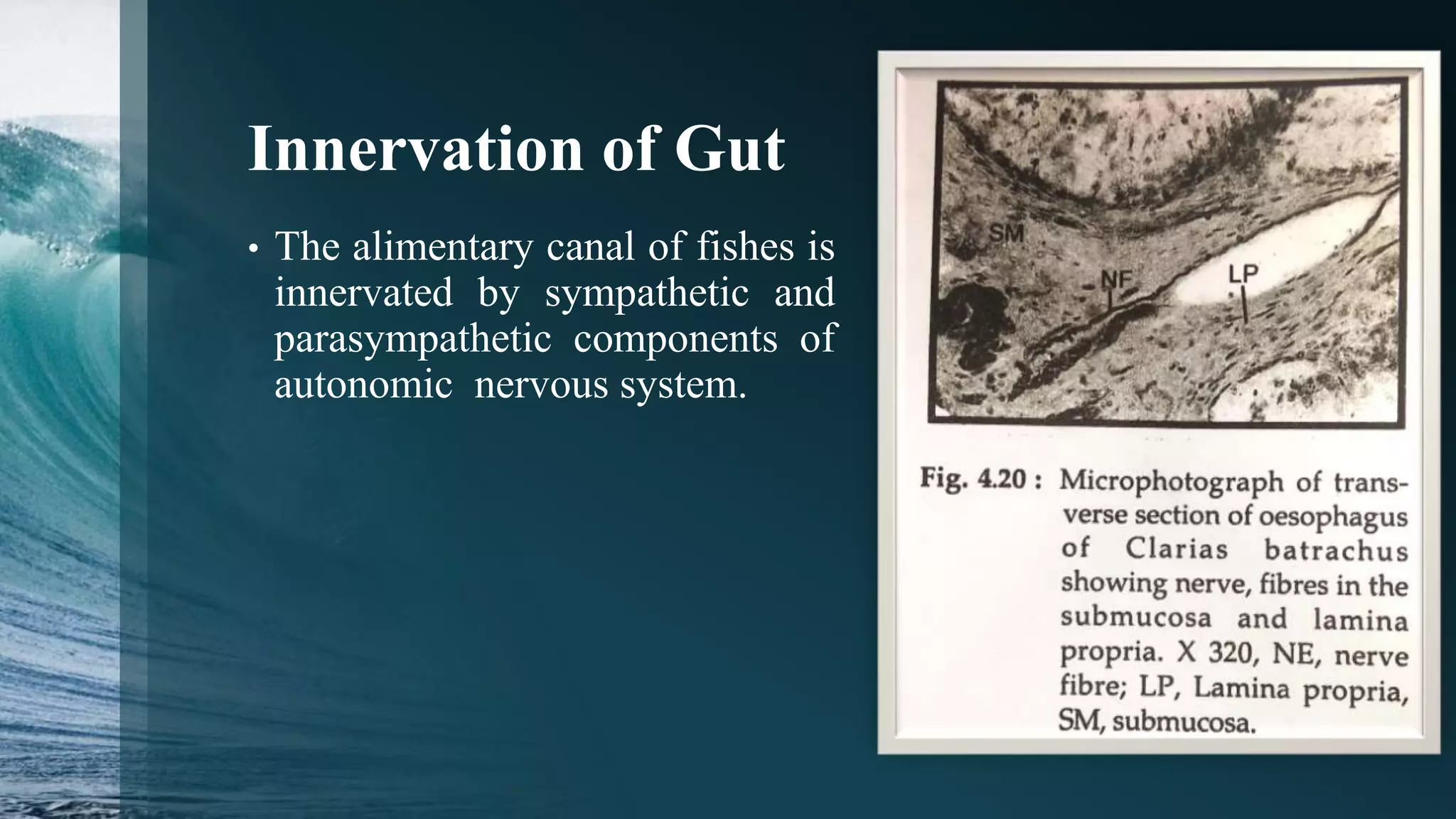 Digestive system of fish | PPTX