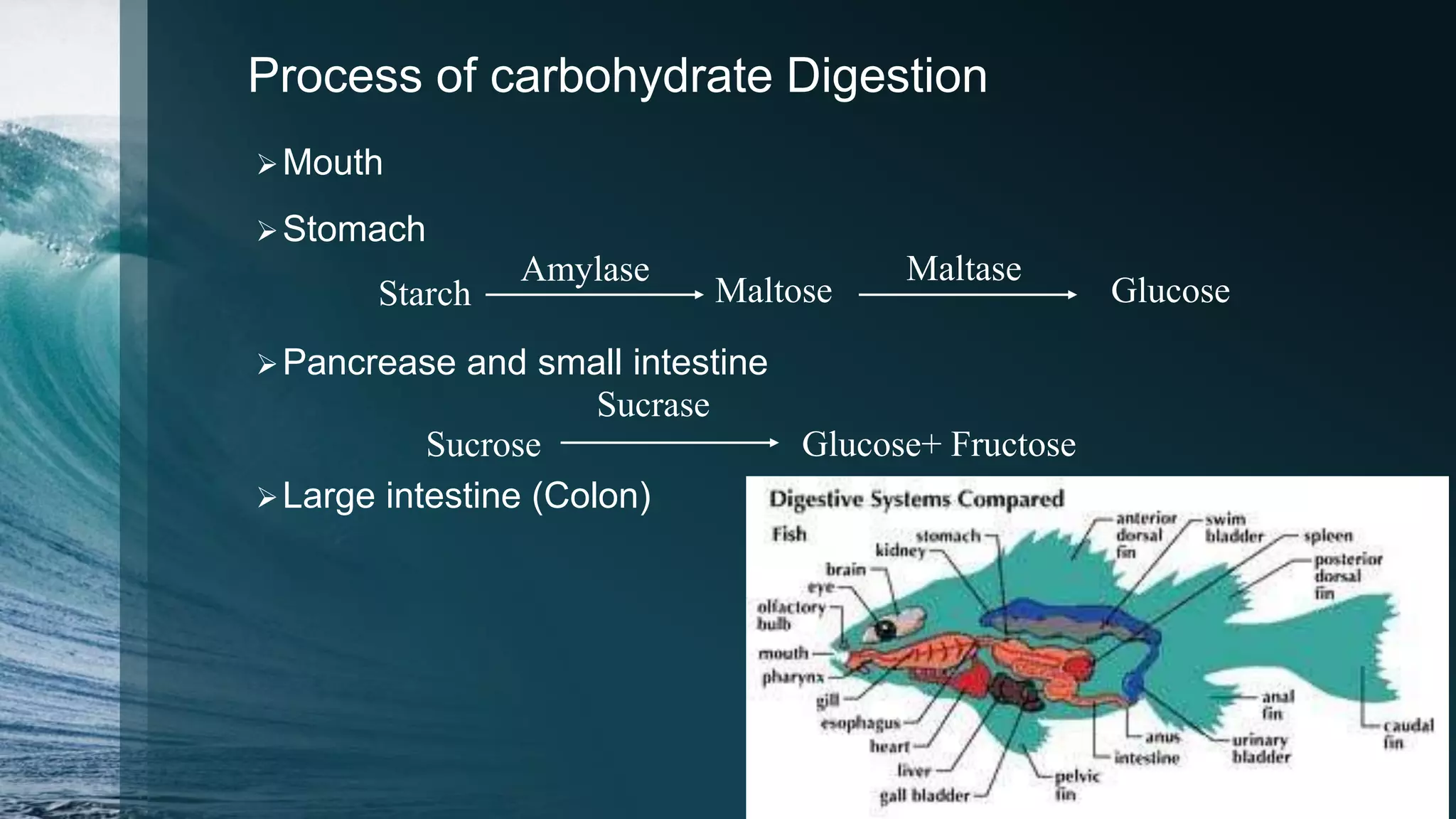 Digestive system of fish | PPTX