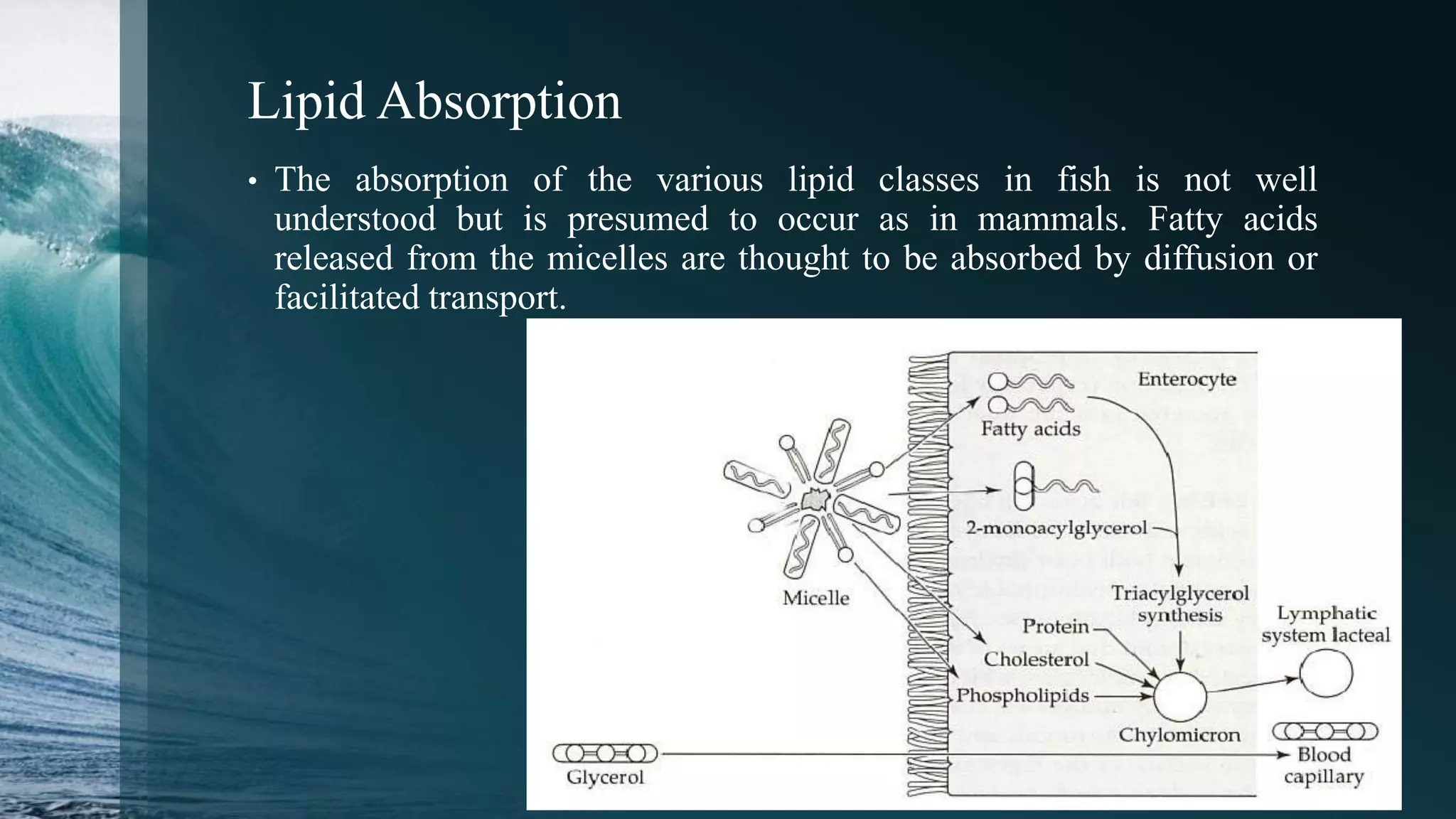 Digestive system of fish | PPTX